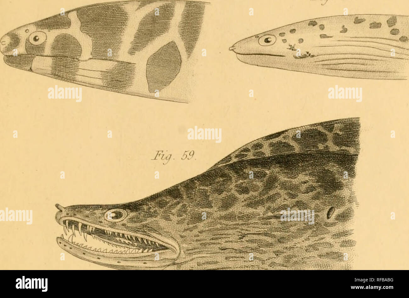 Fish and eels pub hi-res stock photography and images - Alamy