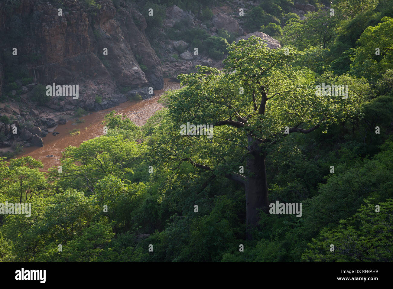 Lanner Gorge, carved by the Luvuvhu River, is in the Pafuri region in ...