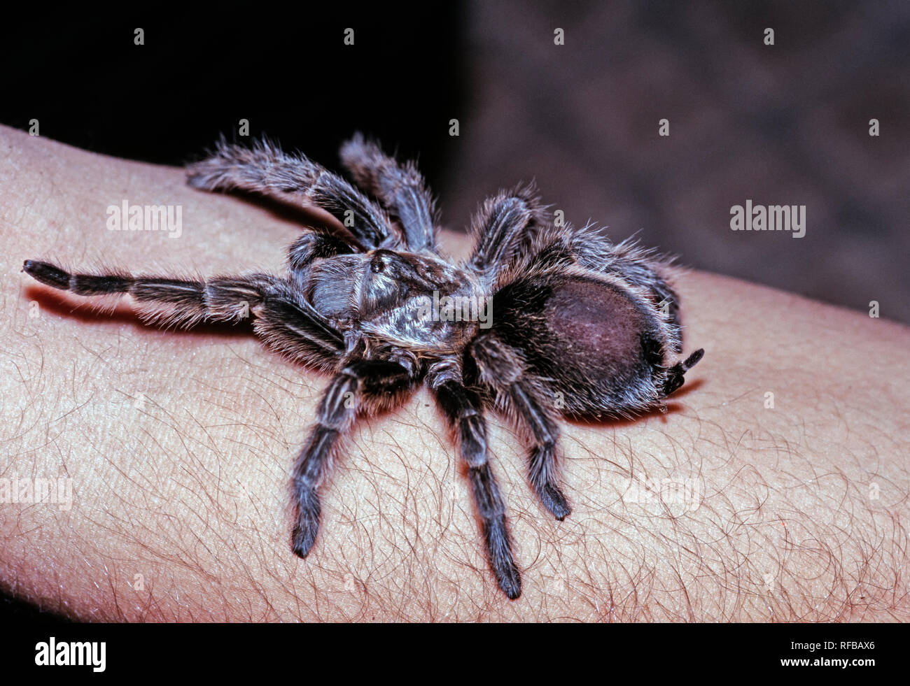 Tarantula Fangs Stock Photos & Tarantula Fangs Stock Images - Alamy