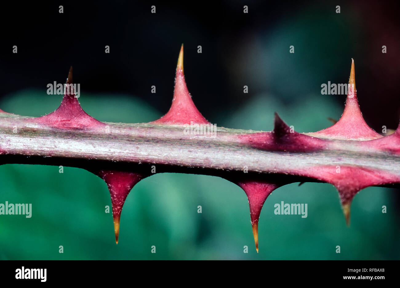 Plant Function High Resolution Stock Photography and Images - Alamy