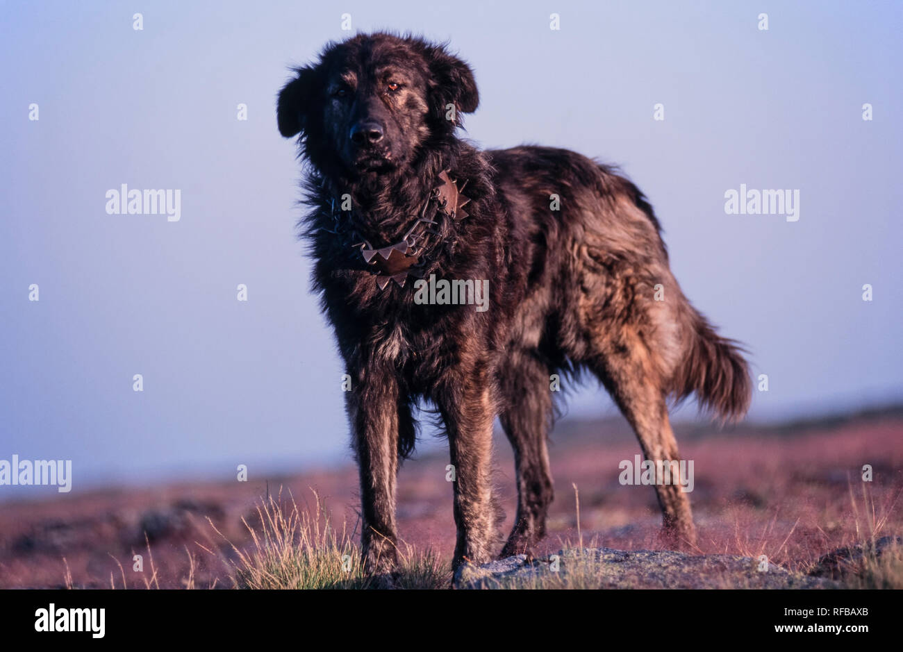 Old Wolves High Resolution Stock Photography and Images - Alamy
