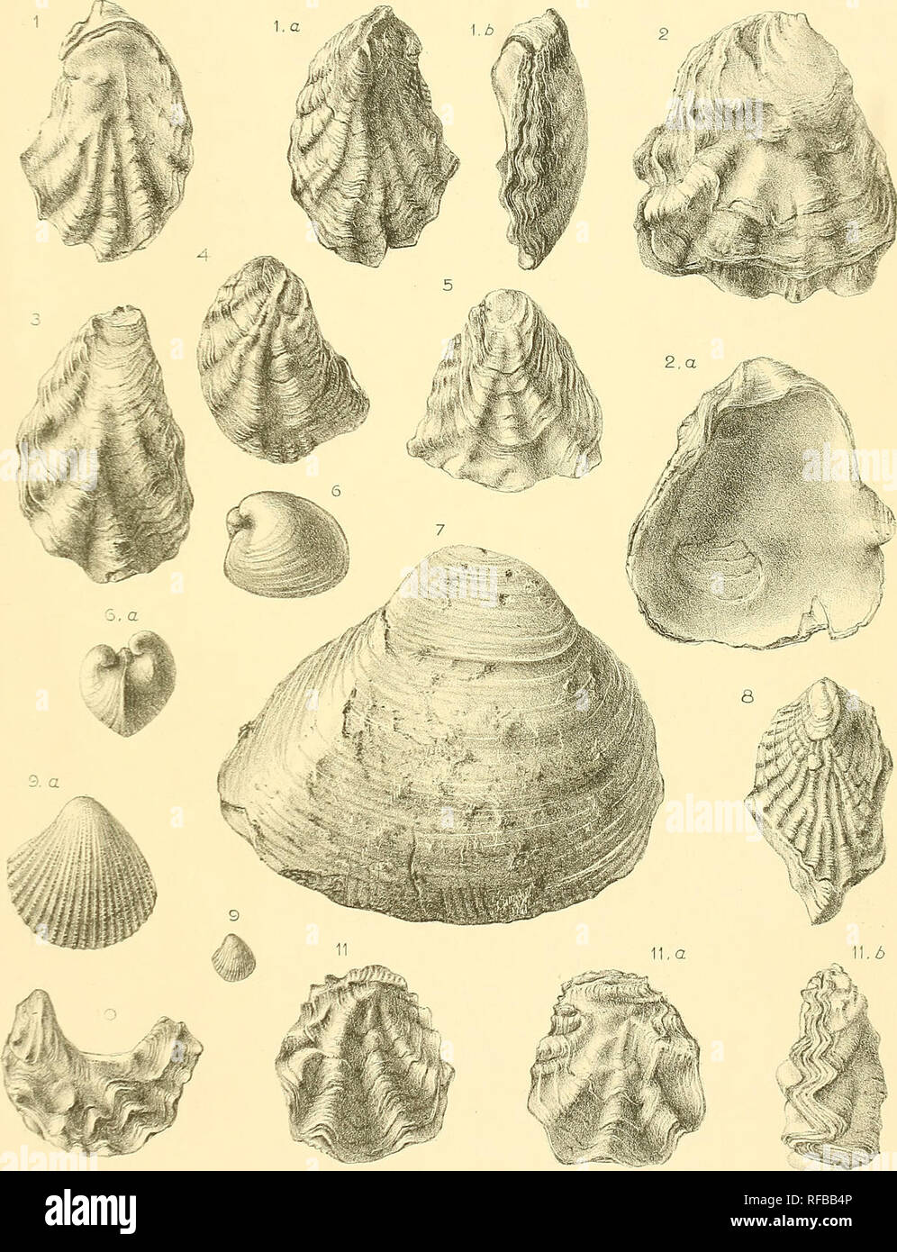 . Catalogue des invertébrés fossiles de l'Égypte : représentés dans les ...