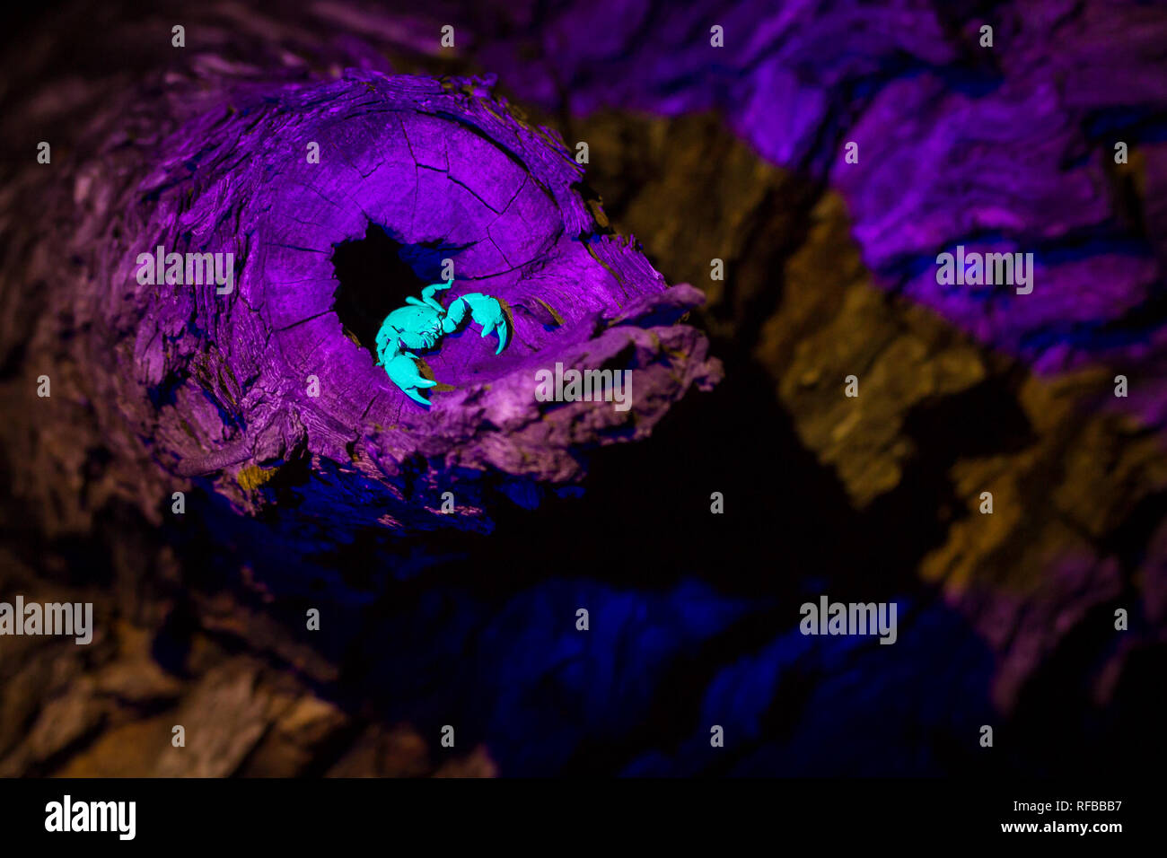 The Pafuri region in the far north of Kruger National Park is a ...