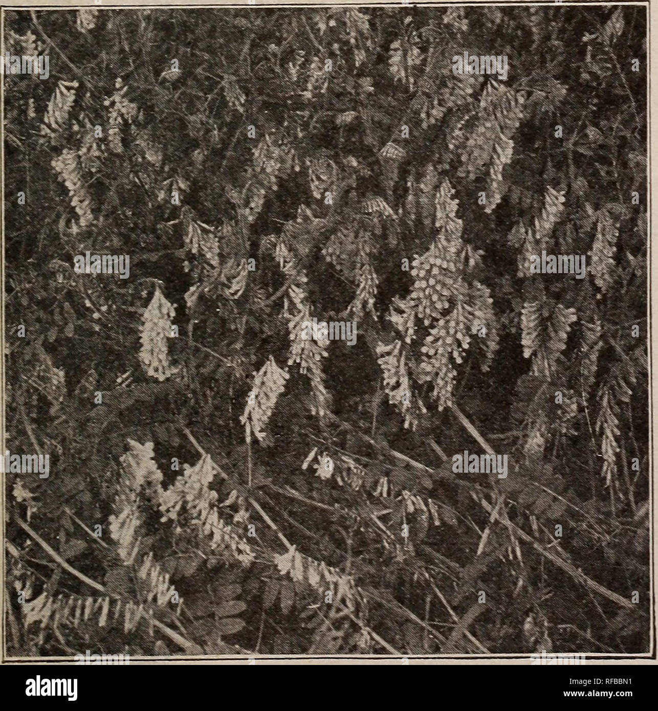 H tares hi-res stock photography and images - Alamy