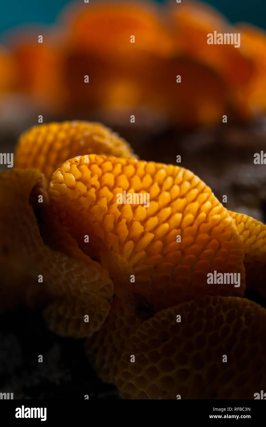 Species twigs hi-res stock photography and images - Alamy