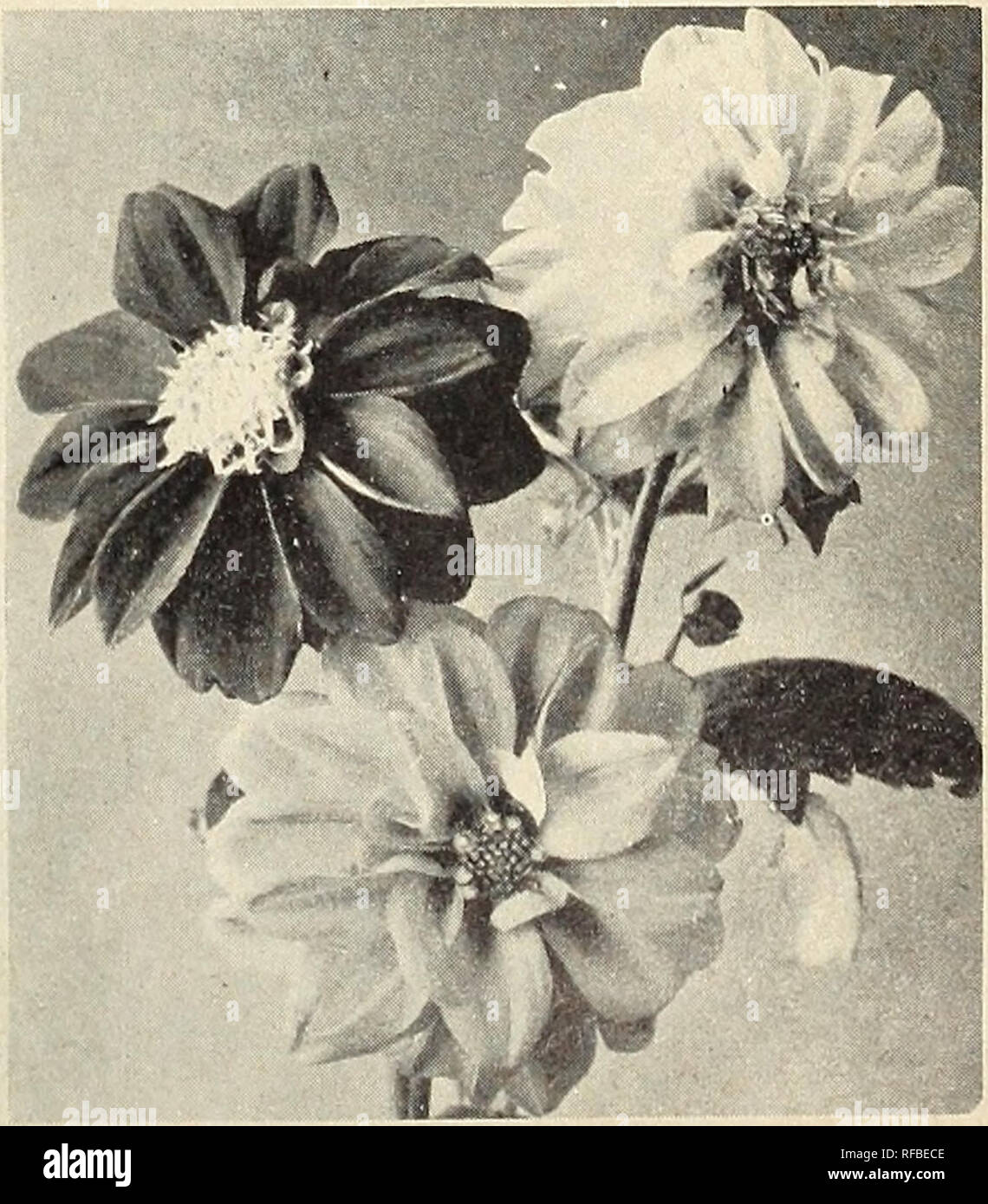 . [Catalog] : spring 1964. Nurseries (Horticulture), North Carolina ...