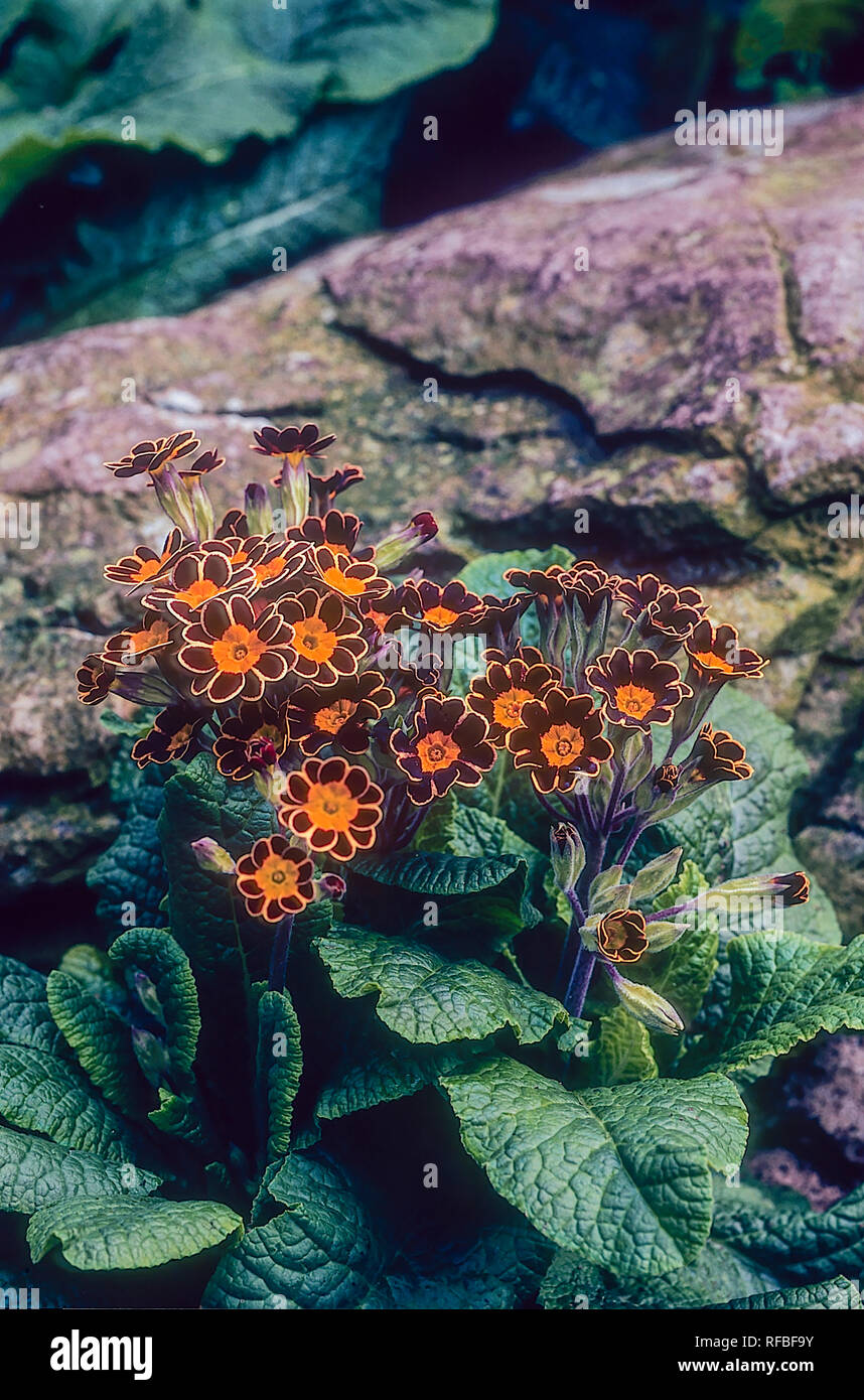 Gold lace hi-res stock photography and images - Alamy