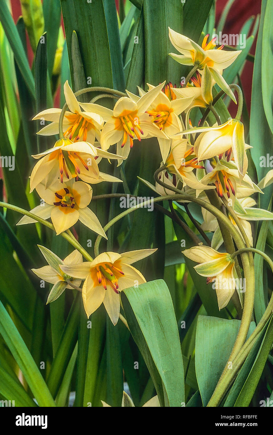 Rock tulip hi-res stock photography and images - Alamy