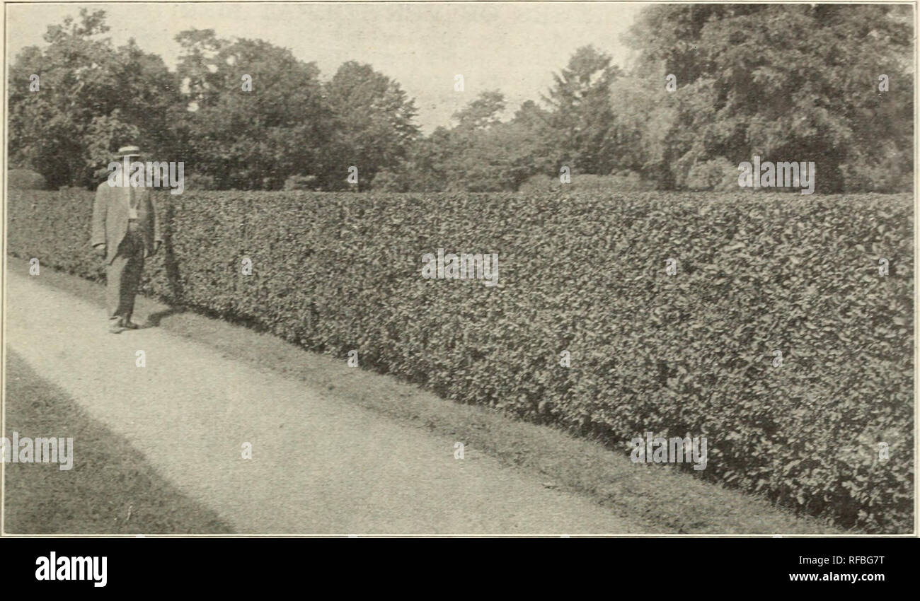 Evergreen Hedges In Nj