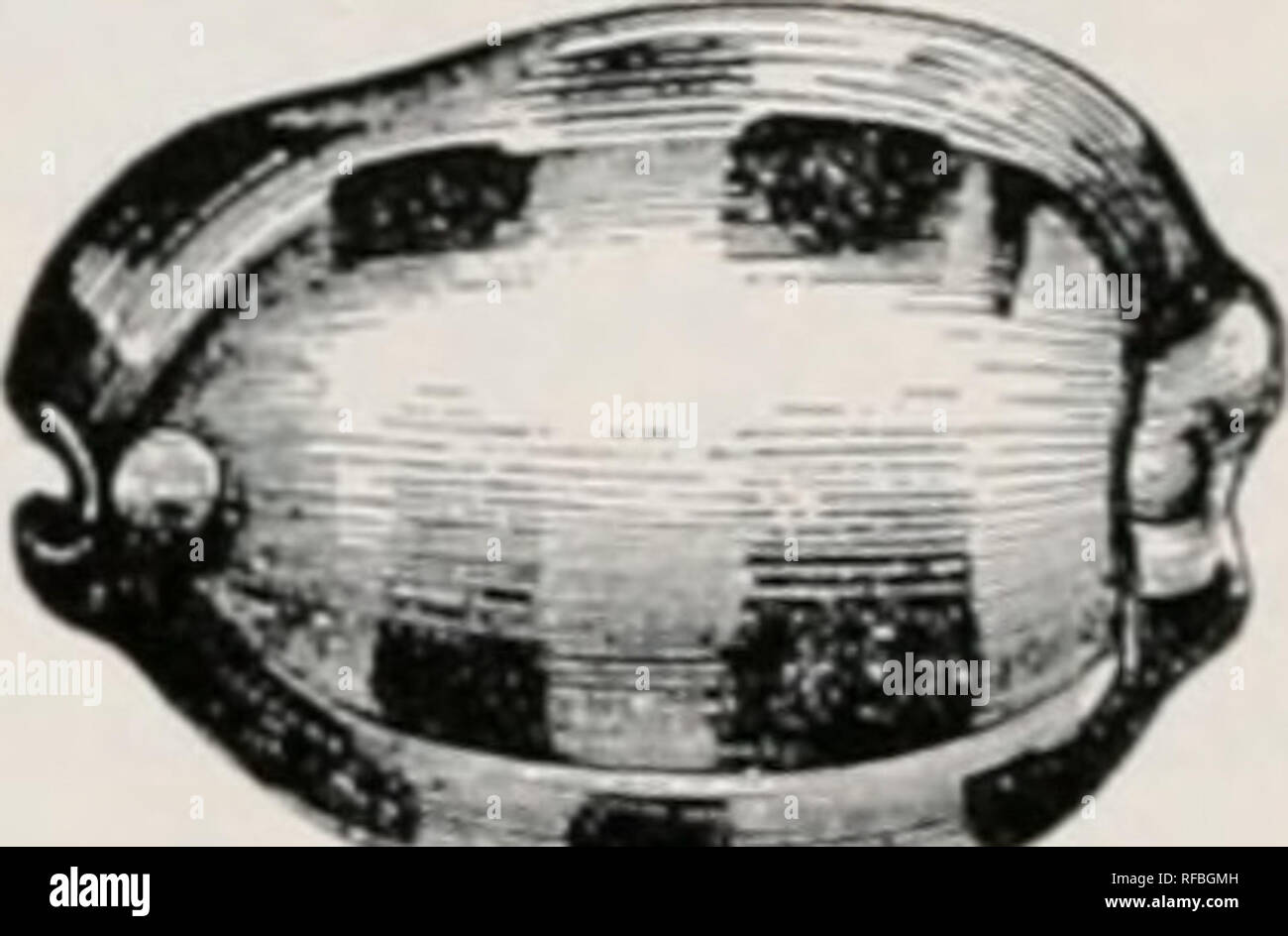 . A catalog of recent Mollusca from all parts of the world. Mollusks. 1 ...