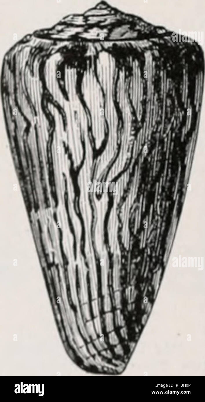 . A catalog of recent Mollusca from all parts of the world. Mollusks ...