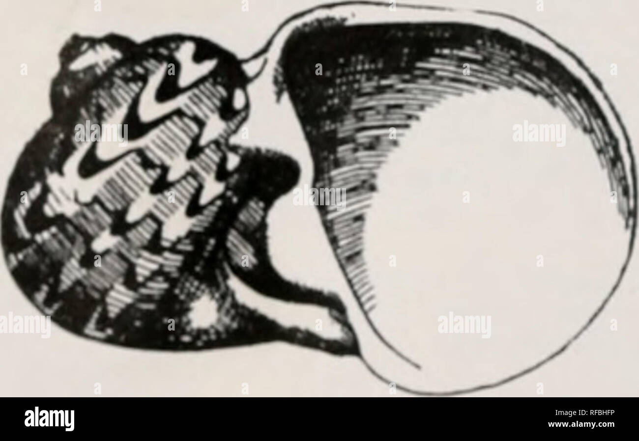 . A catalog of recent Mollusca from all parts of the world. Mollusks ...