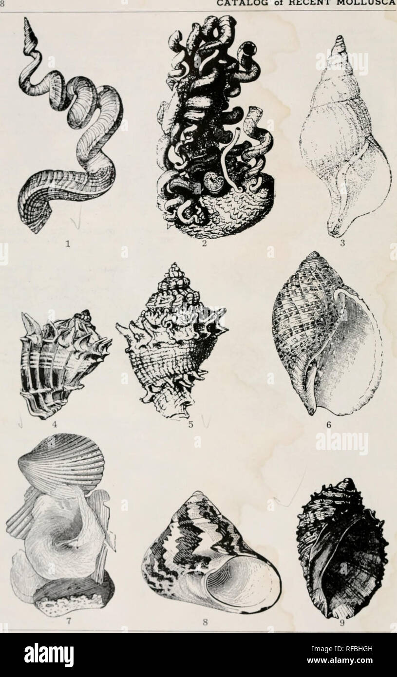 . A catalog of recent Mollusca from all parts of the world. Mollusks ...