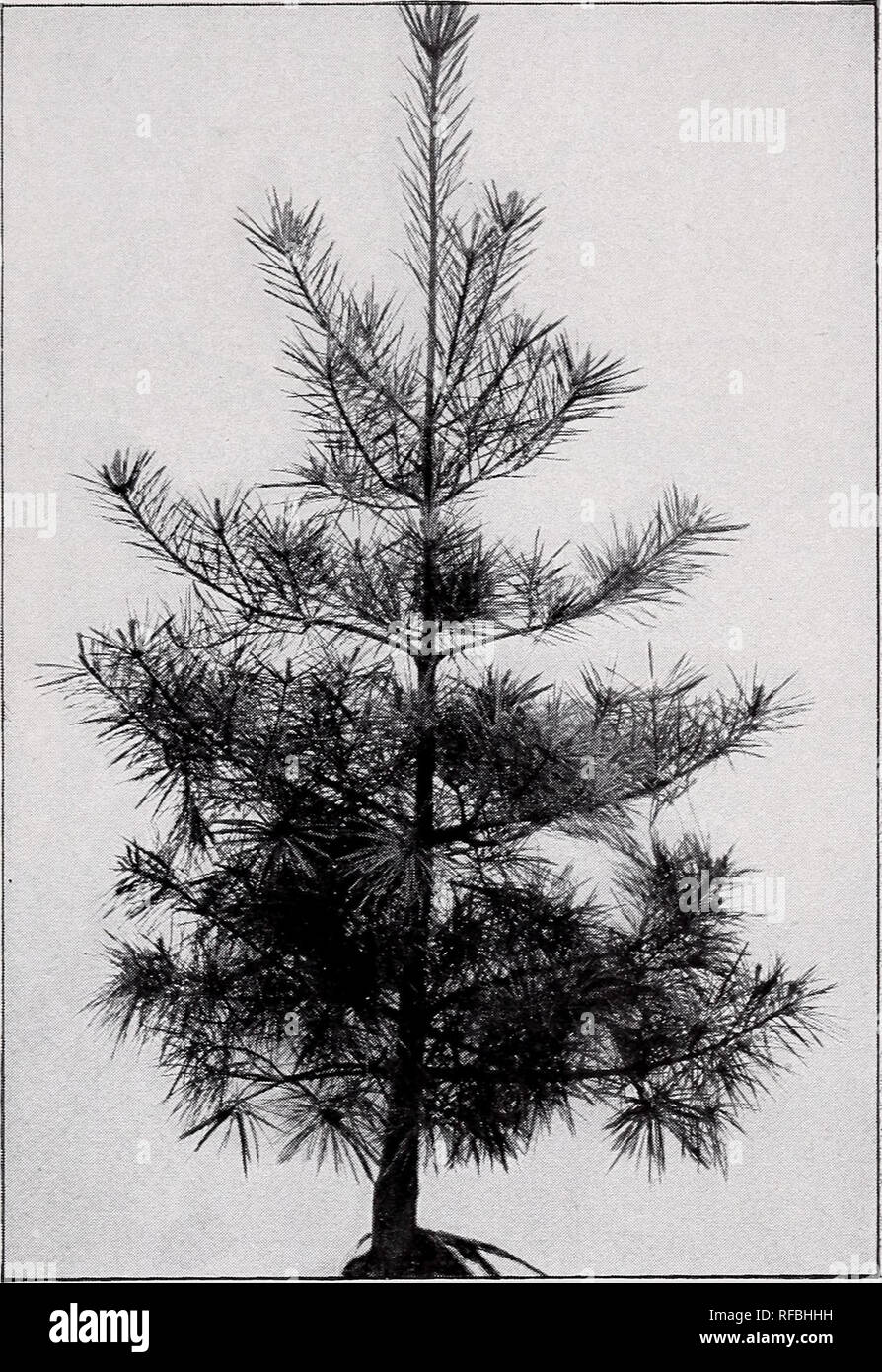 Prostrate Juniper High Resolution Stock Photography and Images - Alamy