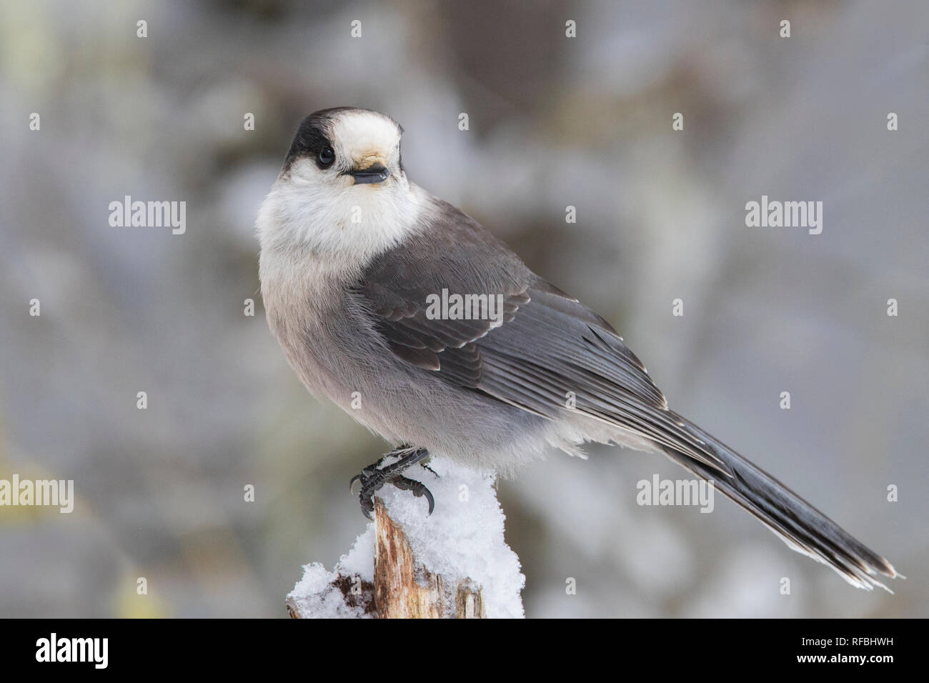 grey jay (Perisoreus canadensis) in winter Stock Photo - Alamy