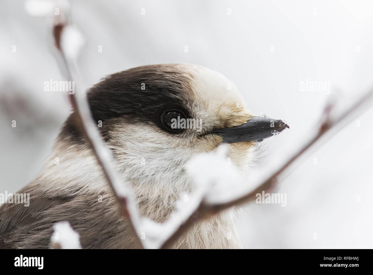 grey jay (Perisoreus canadensis) in winter Stock Photo - Alamy