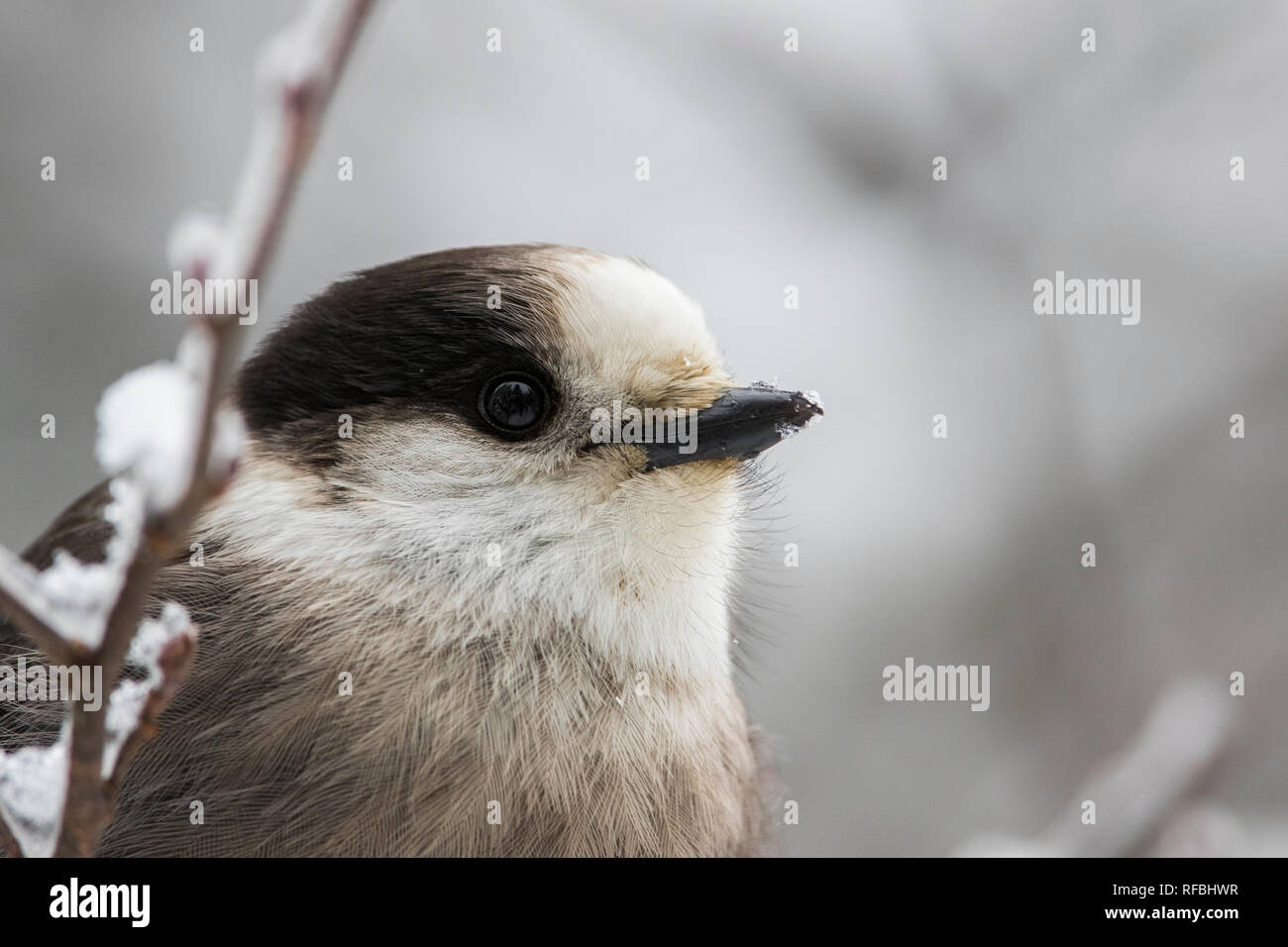 grey jay (Perisoreus canadensis) in winter Stock Photo - Alamy