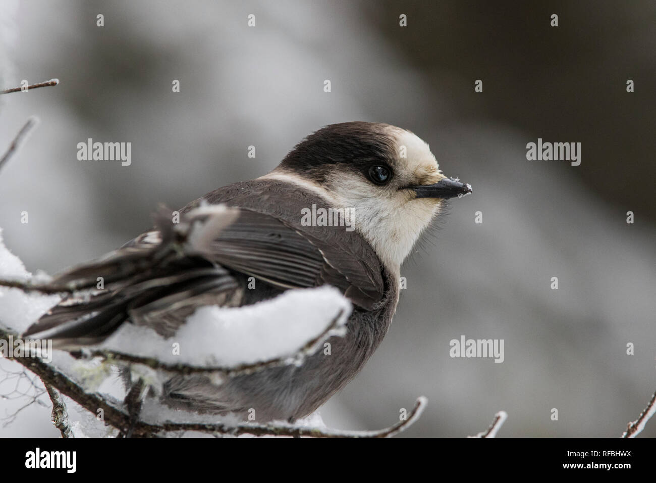 grey jay (Perisoreus canadensis) in winter Stock Photo - Alamy