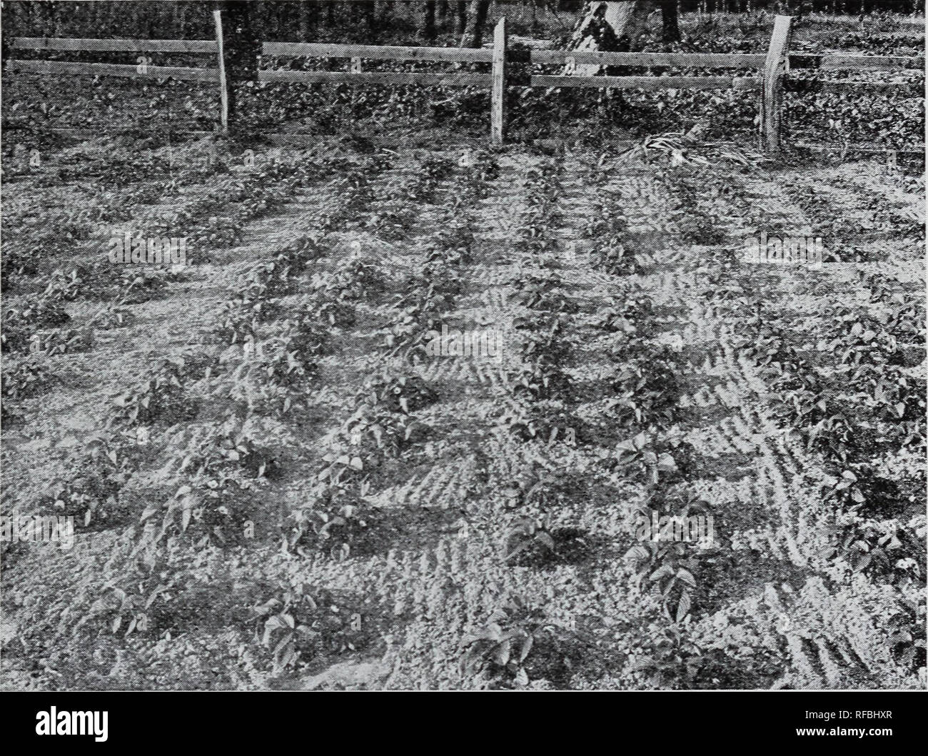 Howard rayner hi-res stock photography and images - Alamy