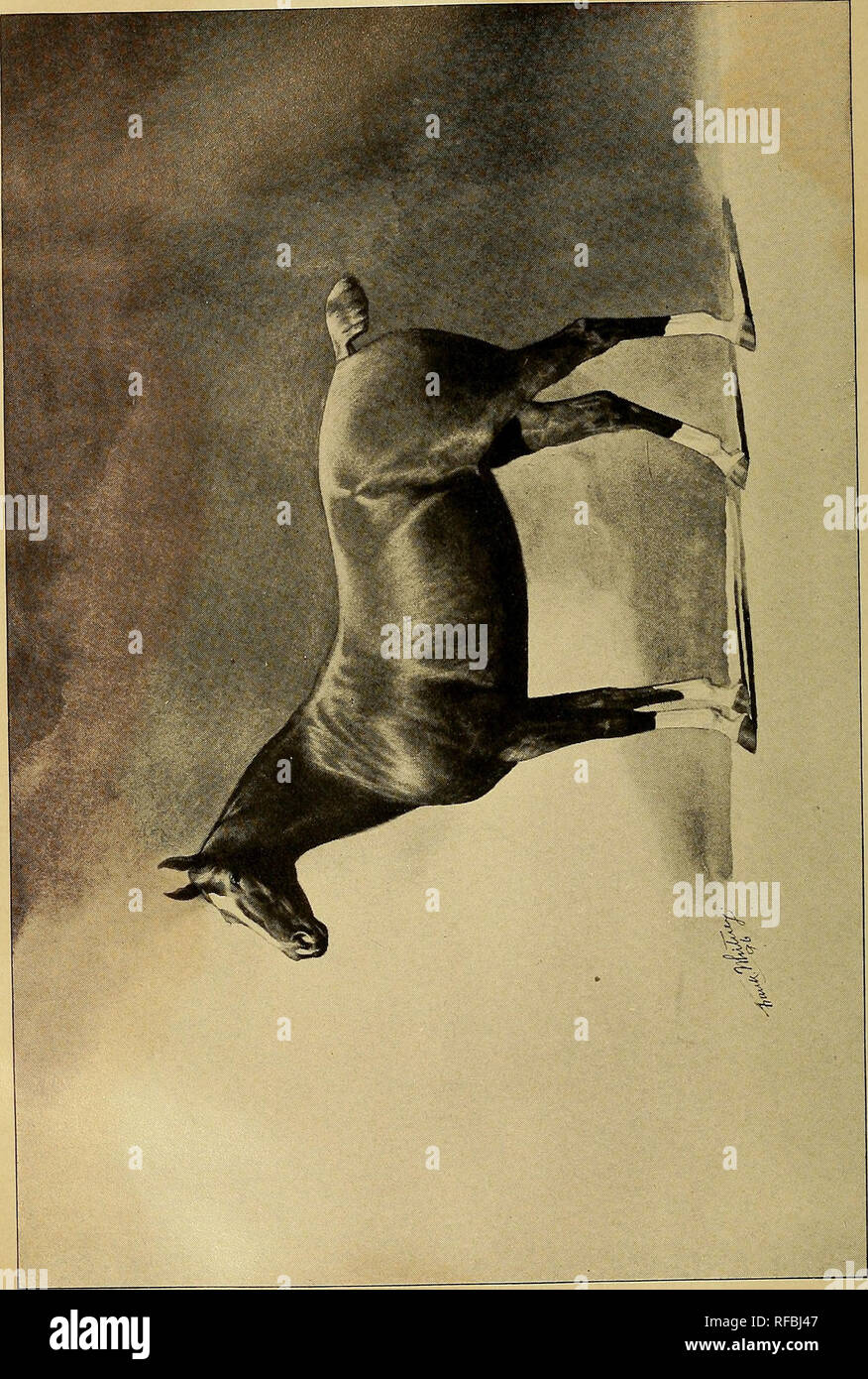 . Catalog of hackneys : imported and American bred Standard Bred mares ...