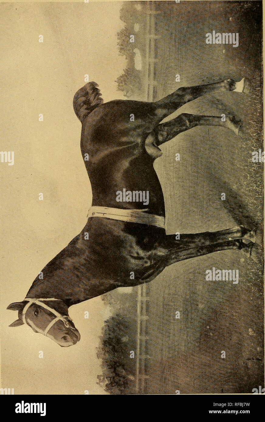 . Catalog of hackneys : imported and American bred Standard Bred mares ...