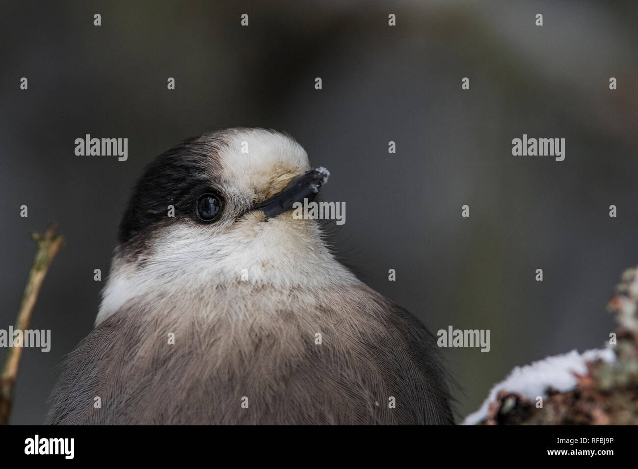 Grey jay perisoreus canadensis hi-res stock photography and images - Alamy