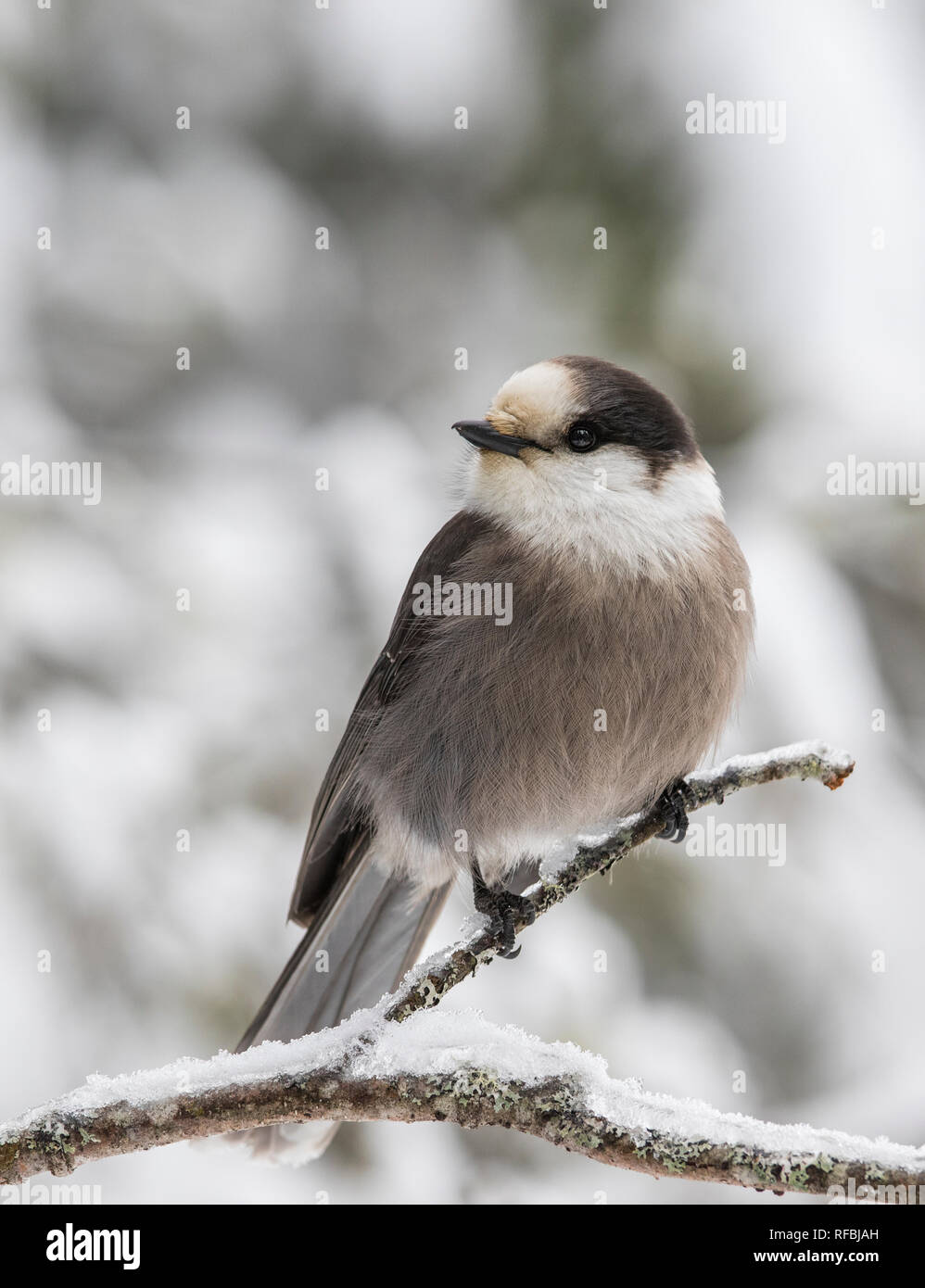 grey jay (Perisoreus canadensis) in winter Stock Photo - Alamy