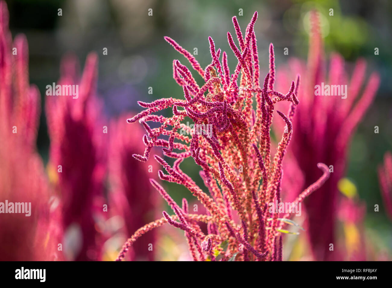 Isolated Indian red and green amaranth plant lit by sun on blurred ...