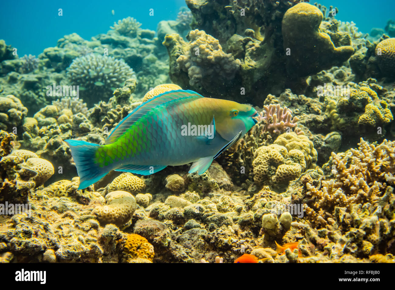 Red Sea Reef Fish High Resolution Stock Photography and Images - Alamy