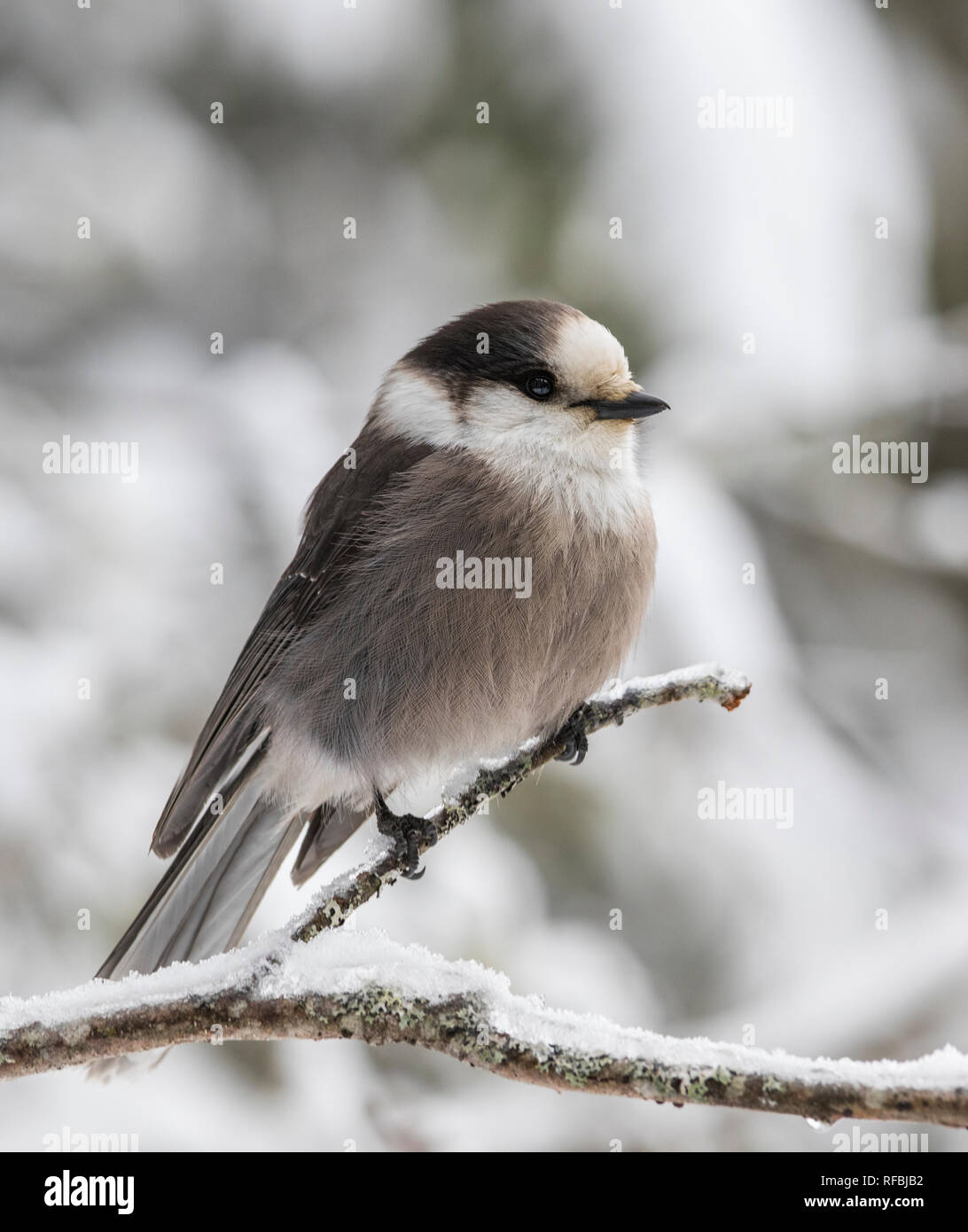 grey jay (Perisoreus canadensis) in winter Stock Photo - Alamy