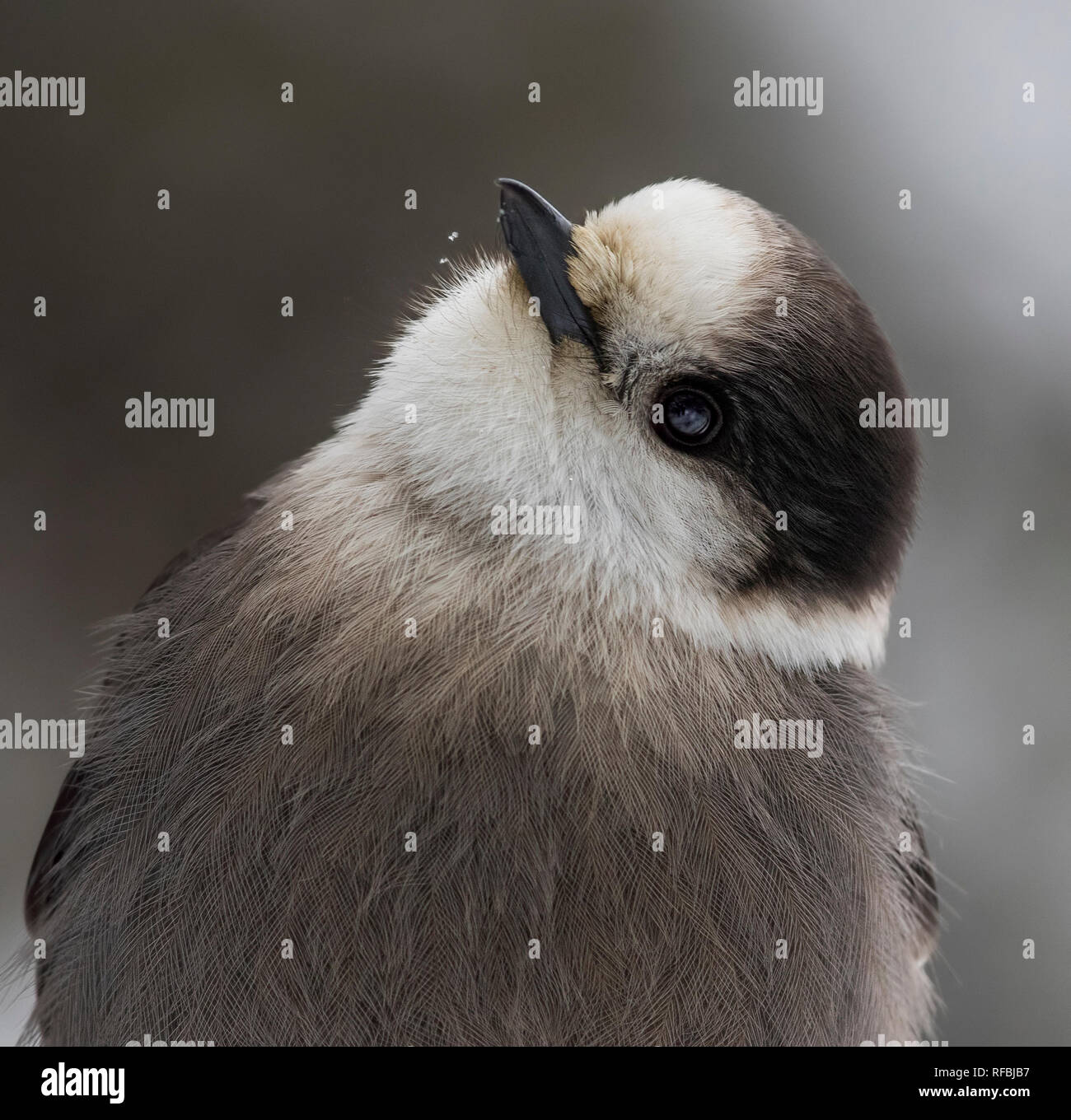 grey jay (Perisoreus canadensis) in winter Stock Photo - Alamy