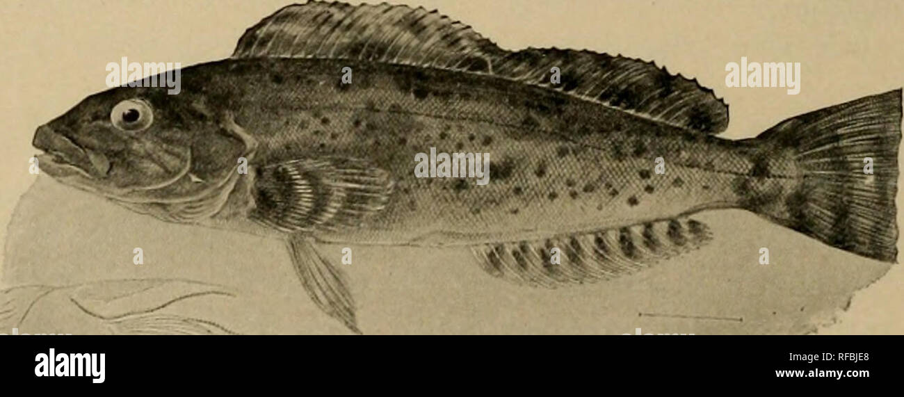 Ctenoid scales hi-res stock photography and images - Alamy