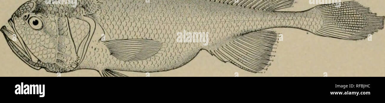 Niveatus hi-res stock photography and images - Alamy