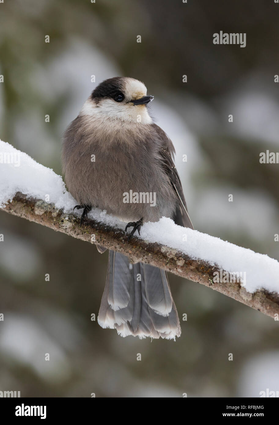 grey jay (Perisoreus canadensis) in winter Stock Photo - Alamy