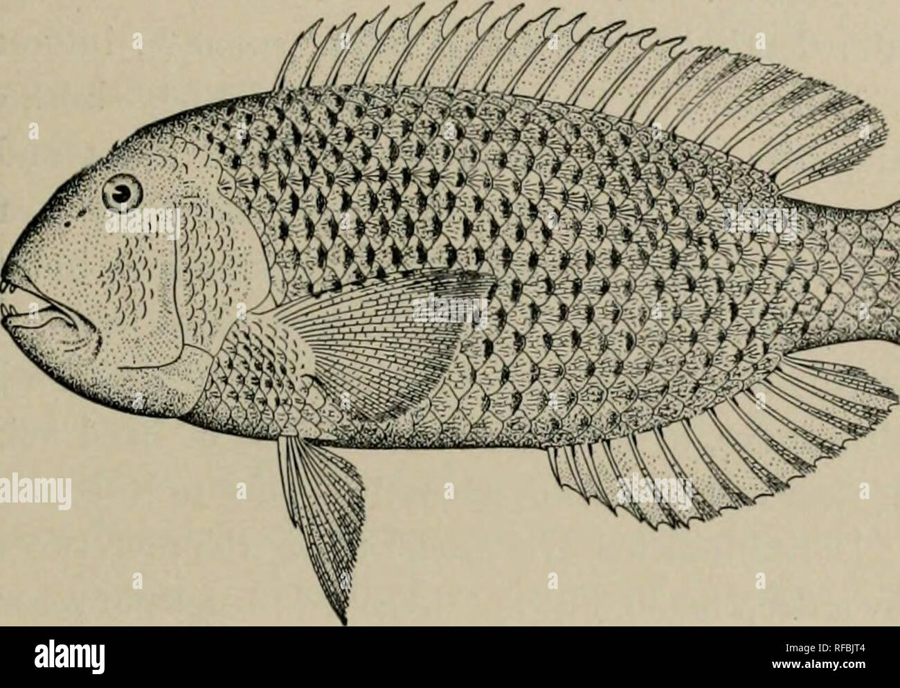 . A catalog of the fishes of the island of Formosa, or Taiwan : based ...