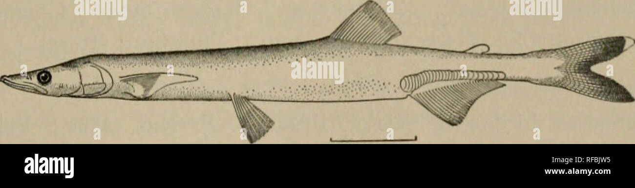 Spirinchus thaleichthys hi-res stock photography and images - Alamy