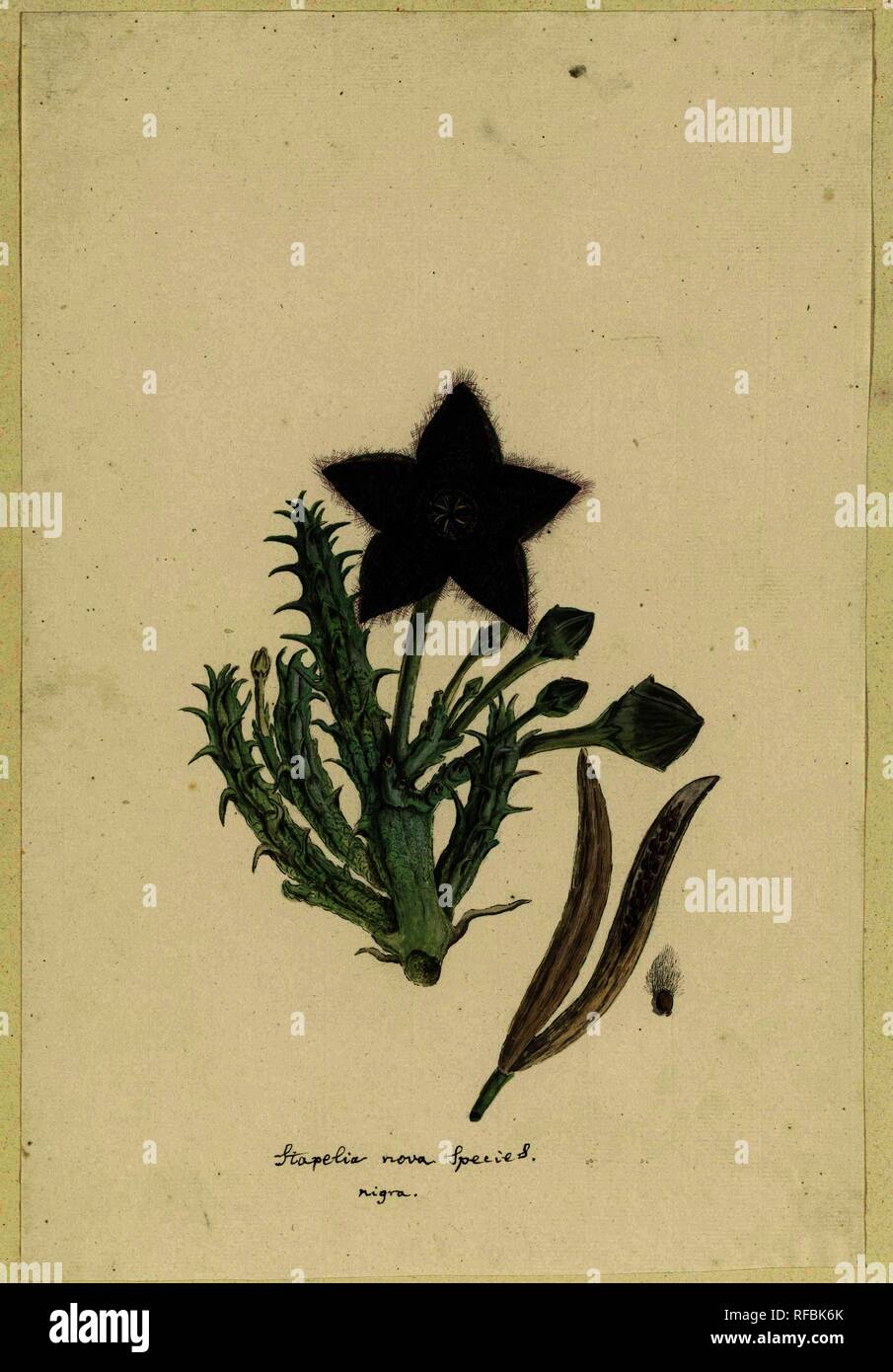 Tridentea gemmiflora hi-res stock photography and images - Alamy