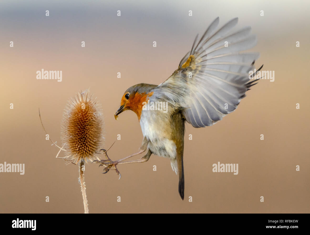 Birds landing and feeding on teasels hi-res stock photography and ...