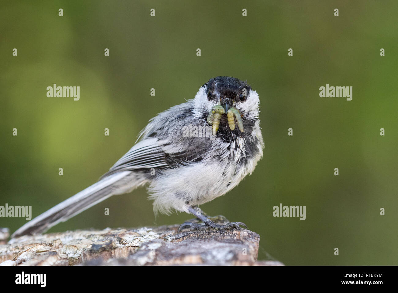 Chickadee with food for chicks Stock Photo - Alamy