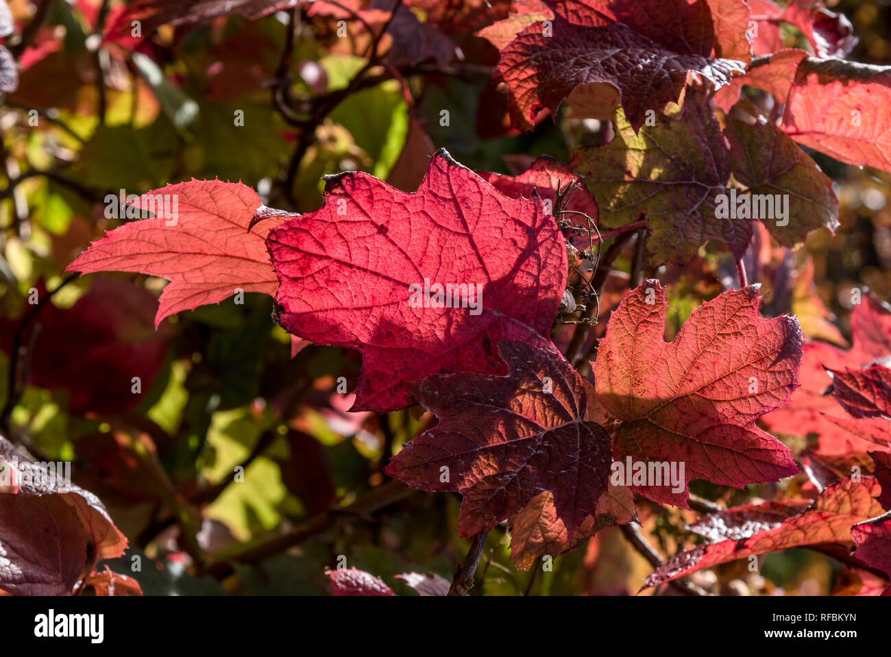 Autumn sunshine colour color hi-res stock photography and images - Alamy
