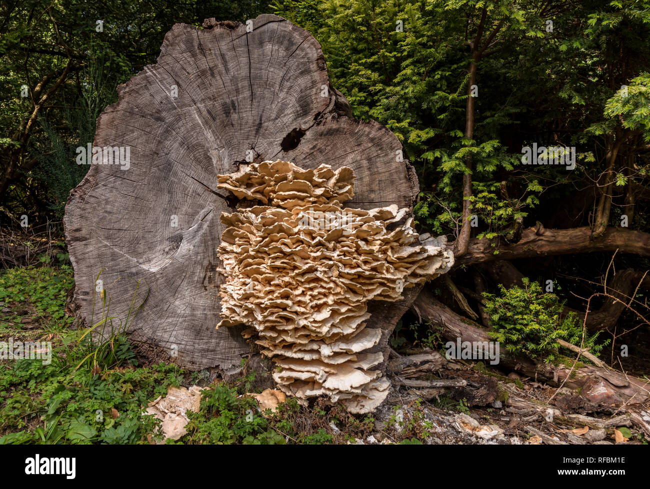 Bracket Fungus on felled tree Stock Photo - Alamy
