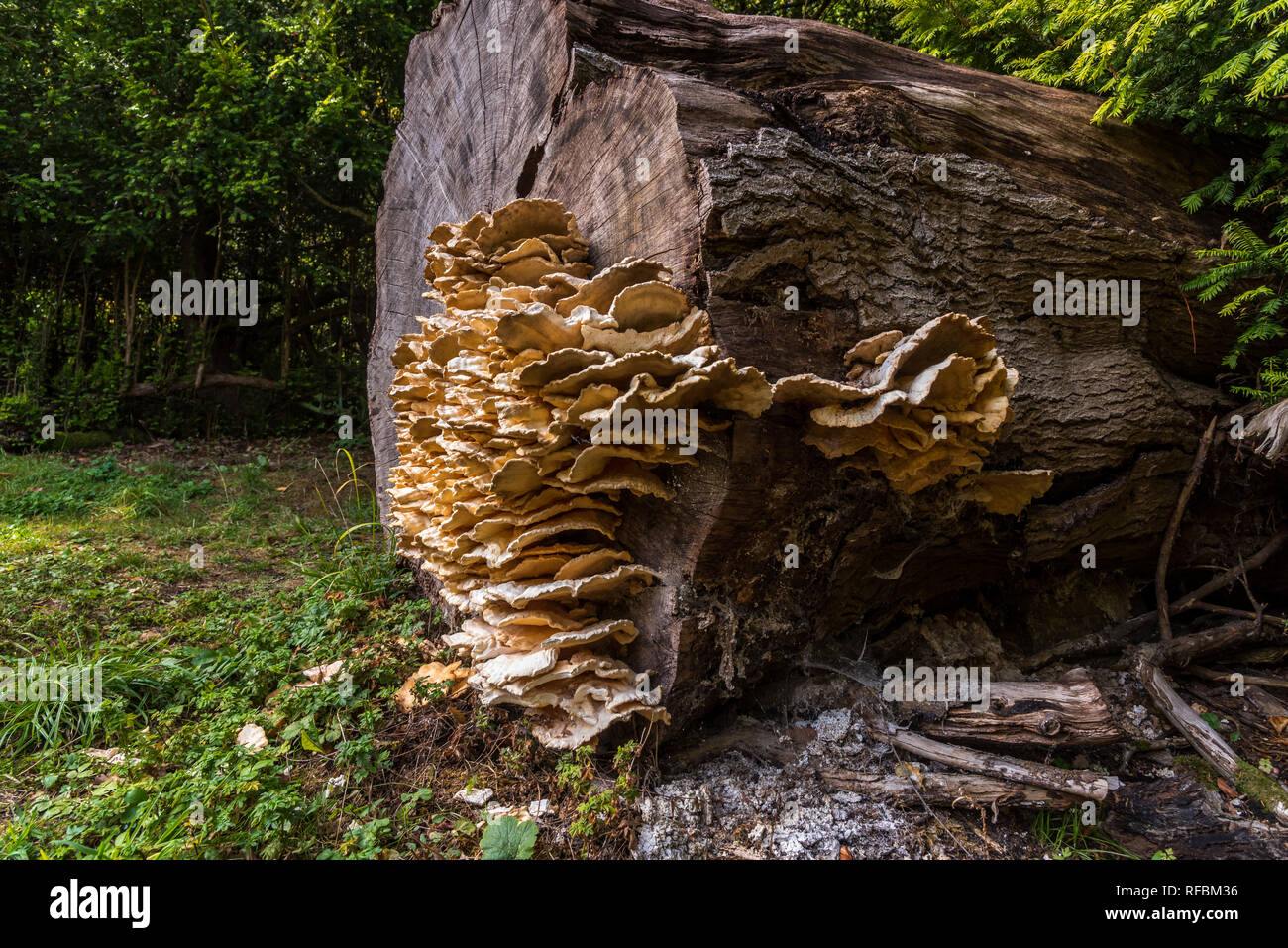 Bracket fungi on trees hi-res stock photography and images - Alamy