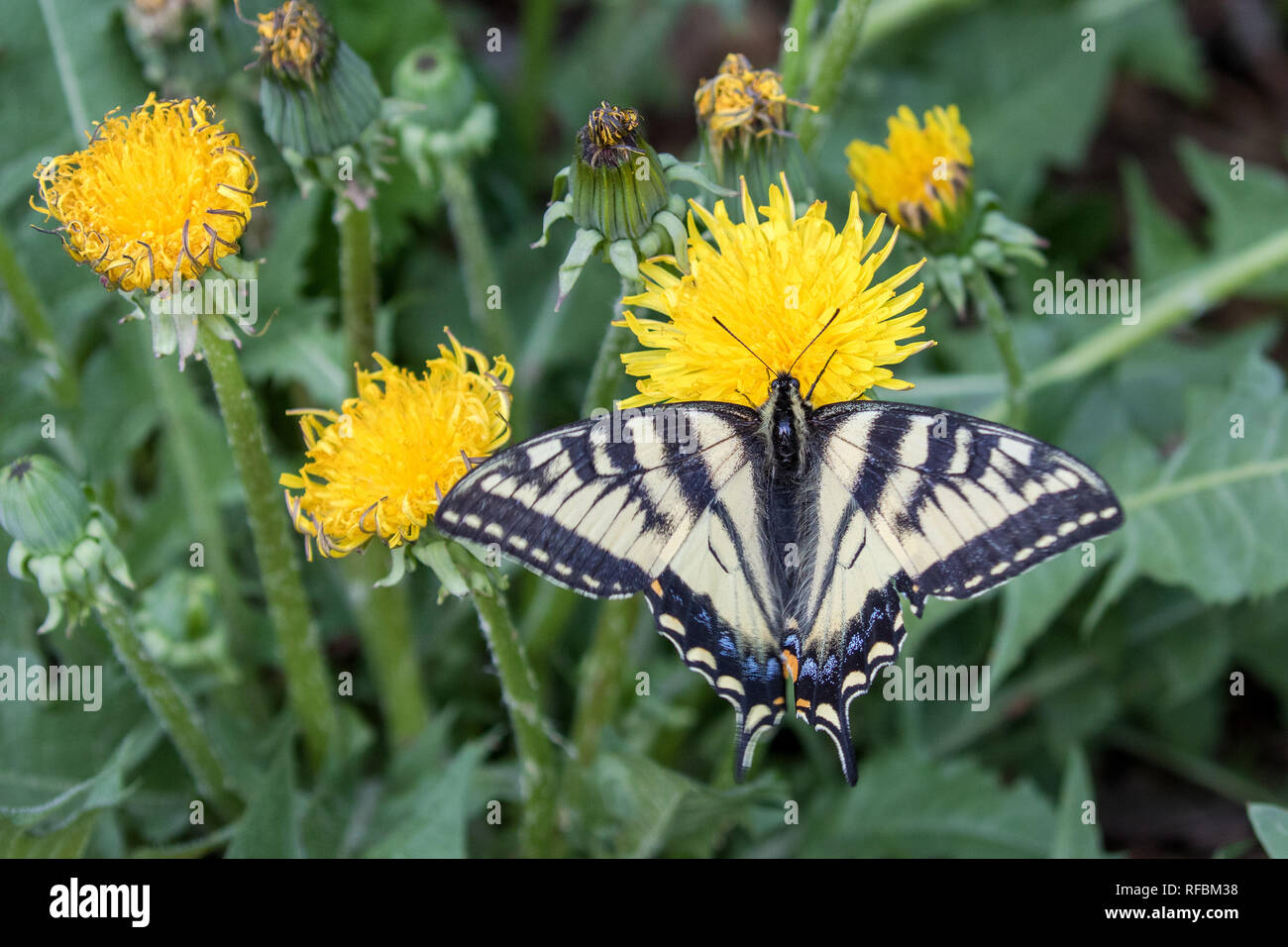 Canadian Butterfly High Resolution Stock Photography and Images - Alamy