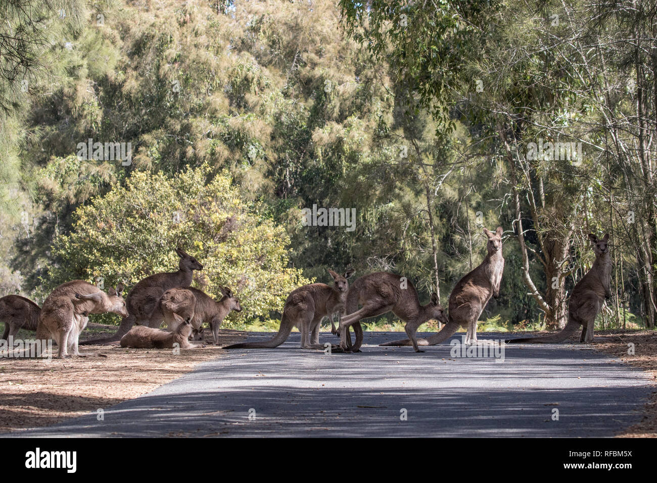 Eastern Grey Kangaroo's on road Stock Photo - Alamy