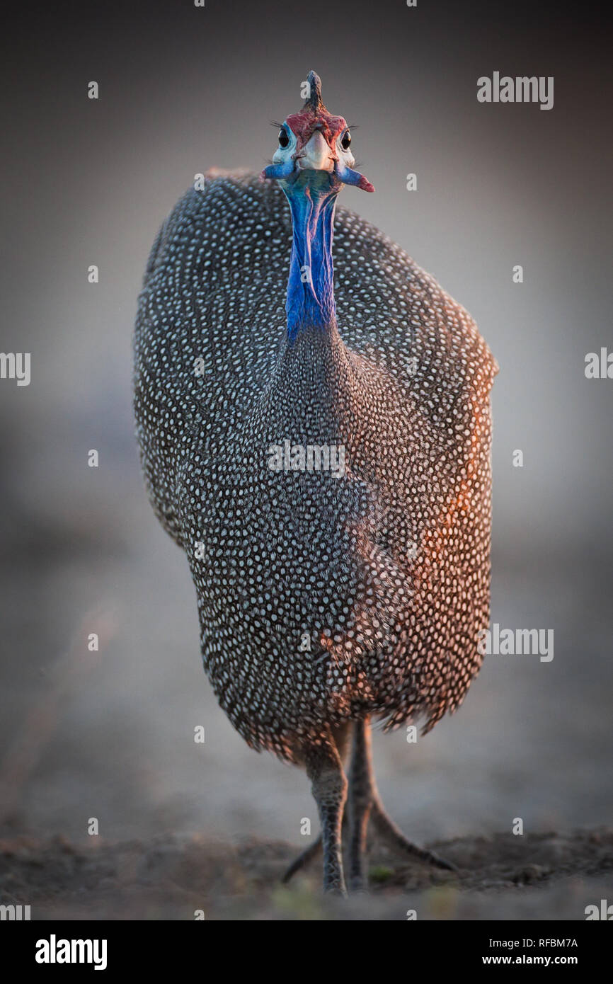 Onguma Game Reserve is a private reserve on the eastern boundary of ...