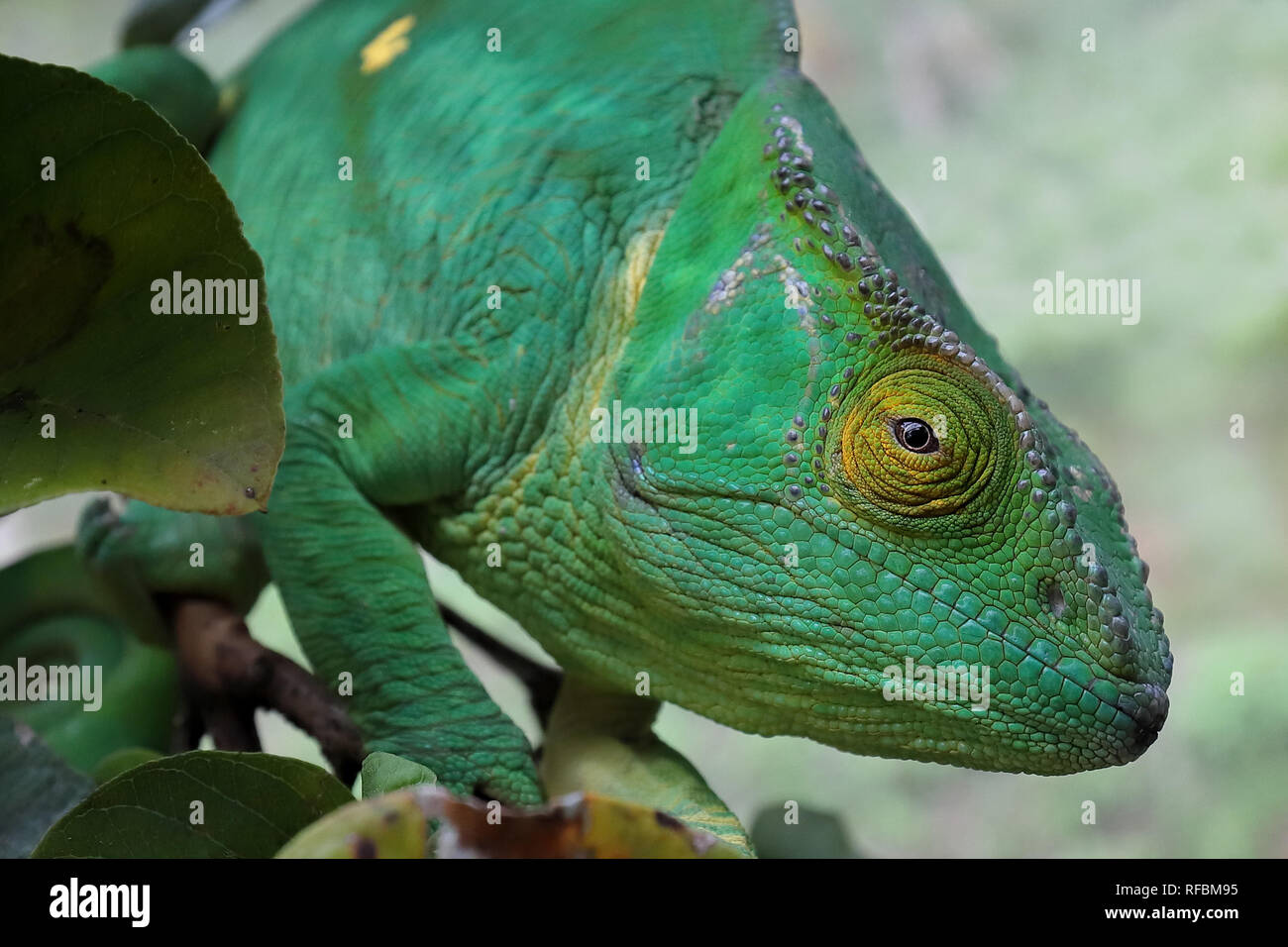 Parson's Chameleon Female Stock Photo - Alamy