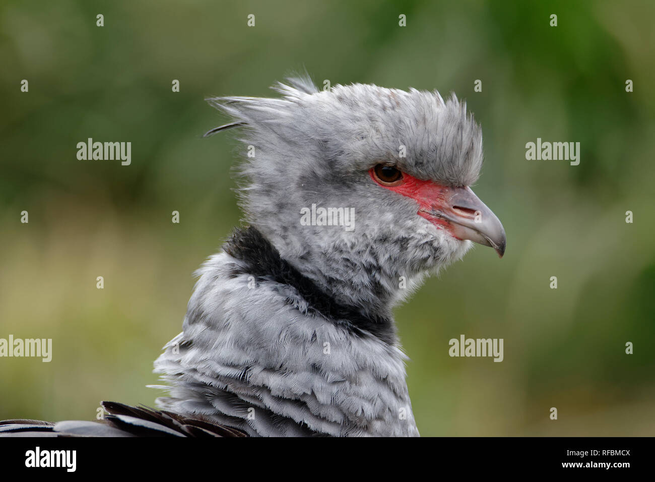 Crested or Southern Screamer - Chauna torquata from South America Stock ...