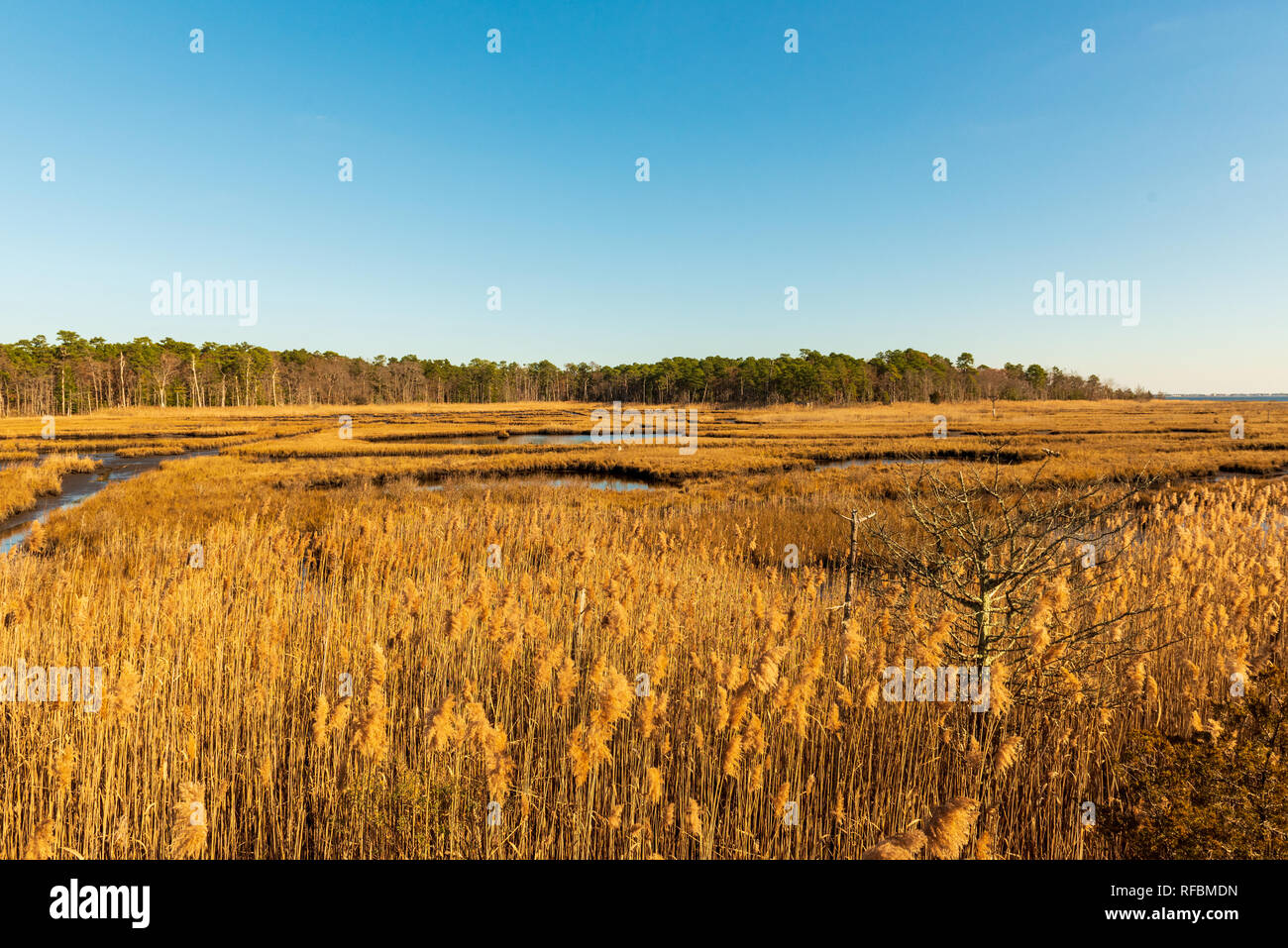Tall golden grasses growing in the Marshlands of New Jersey Stock Photo ...