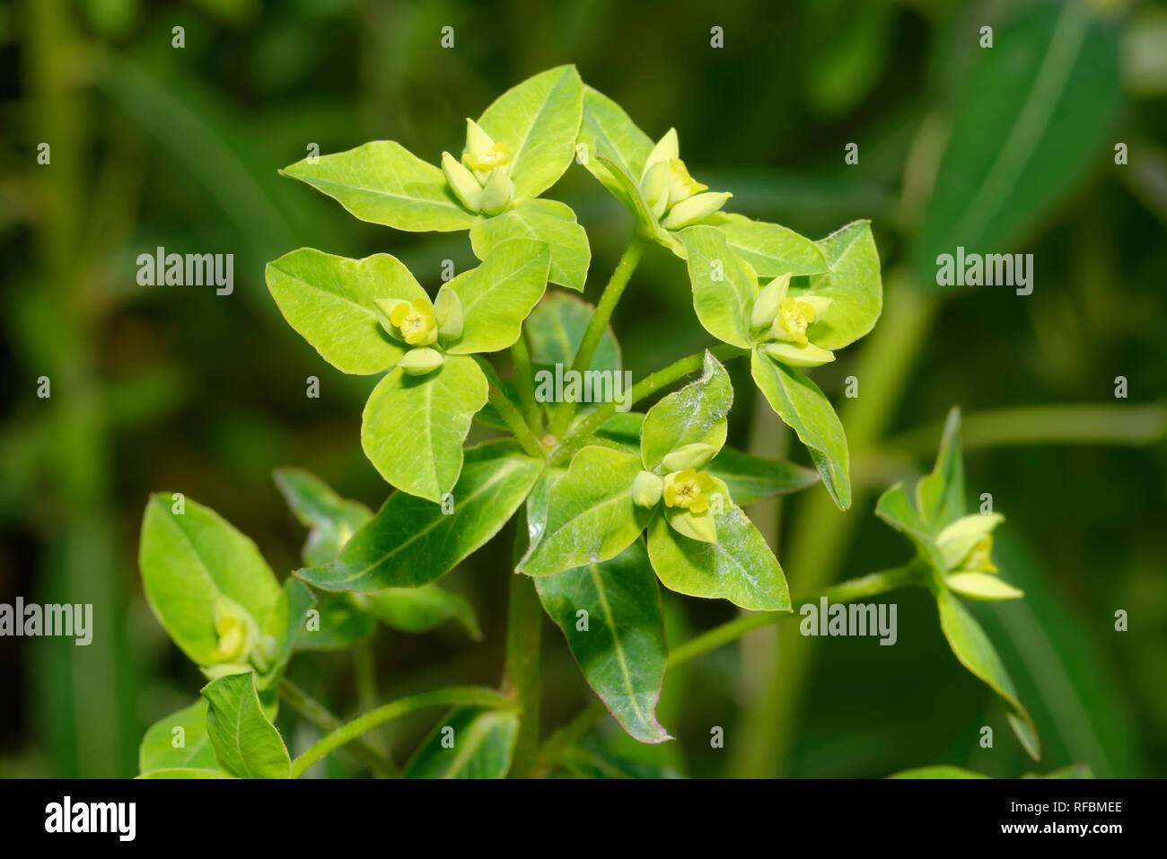 Pekinensis hi-res stock photography and images - Alamy