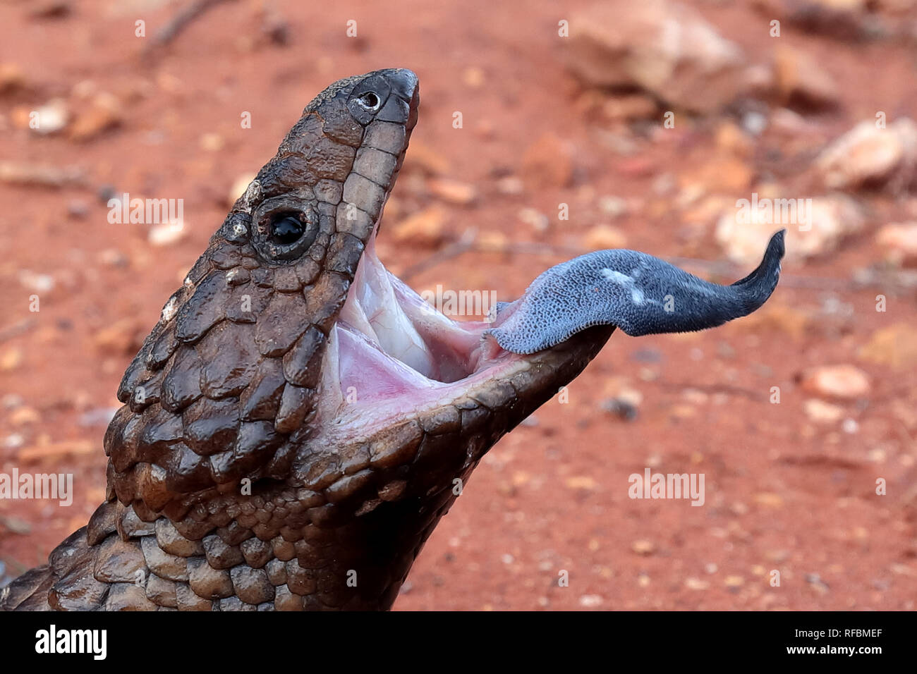 Stumpy lizard with mouth open hi-res stock photography and images - Alamy